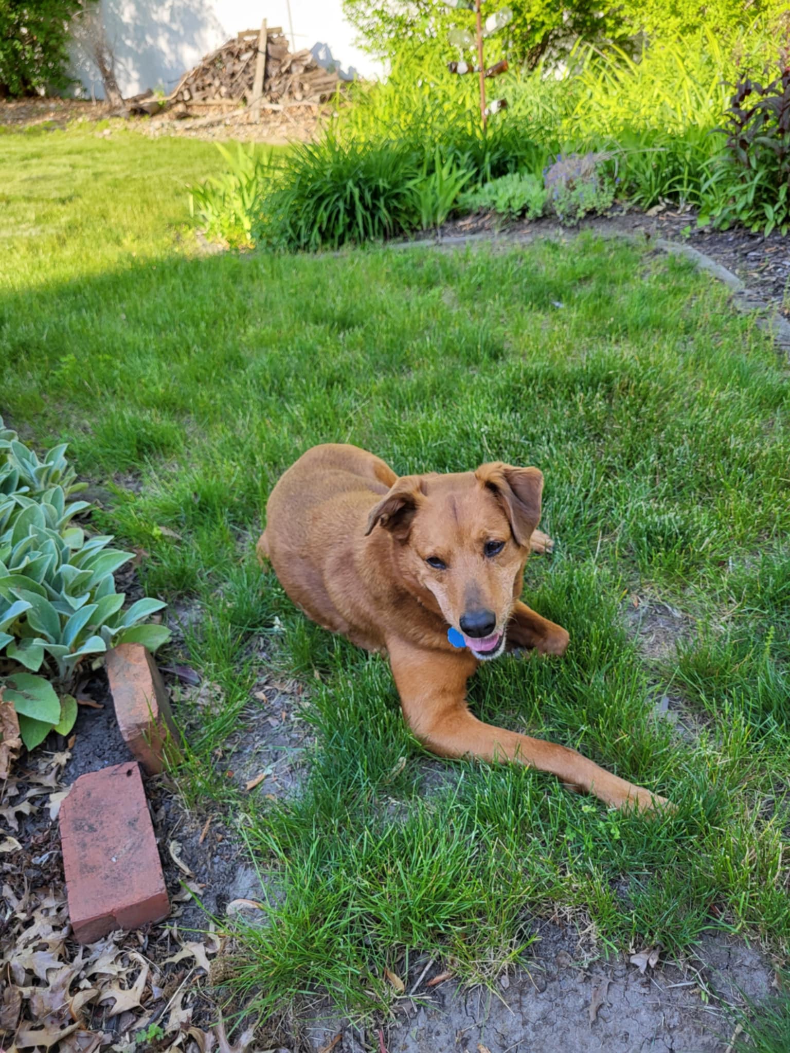 Sad News at Our Home – Keith Hedger's Home for Fiction